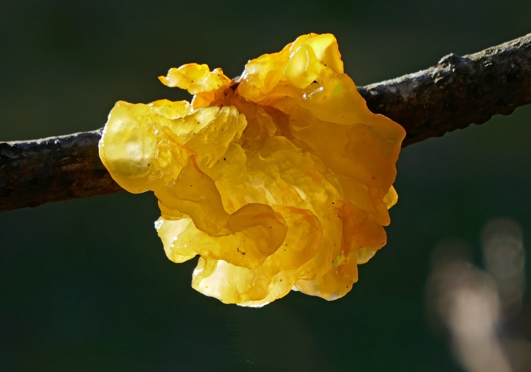 Why fungi matter… possibly more than you think - CPRE Kent